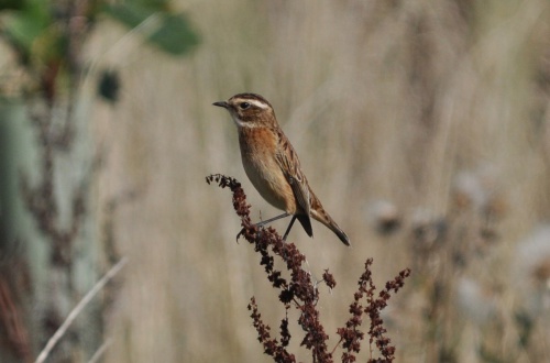 Whinchat | NatureSpot