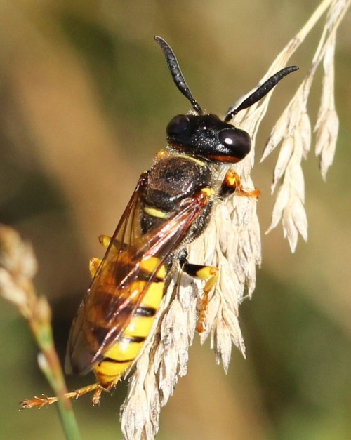 Bee Wolf | NatureSpot