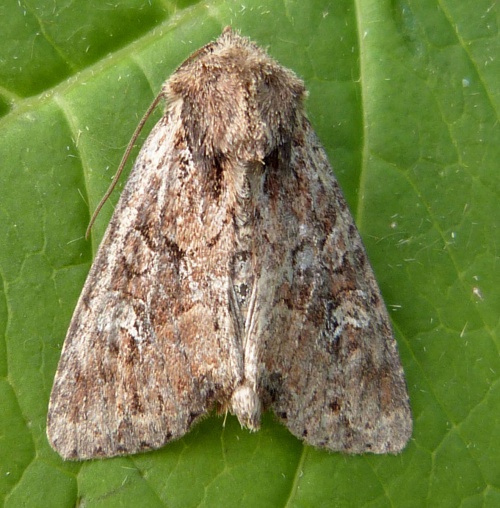 Small Clouded Brindle | NatureSpot