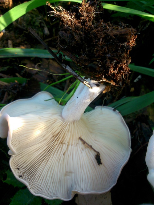 Fools Funnel | NatureSpot