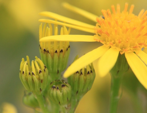 Common Ragwort | NatureSpot