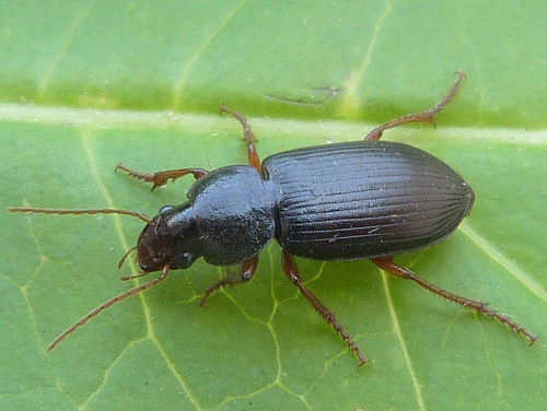 Beetles | NatureSpot