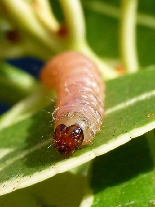 Codling Moth | NatureSpot