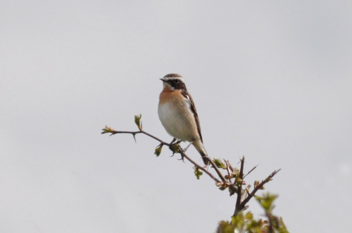 Whinchat | NatureSpot