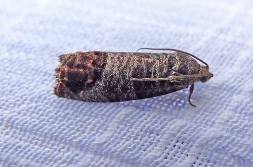 Codling Moth | NatureSpot
