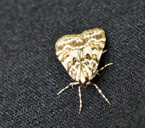 Scoparia pyralella | NatureSpot