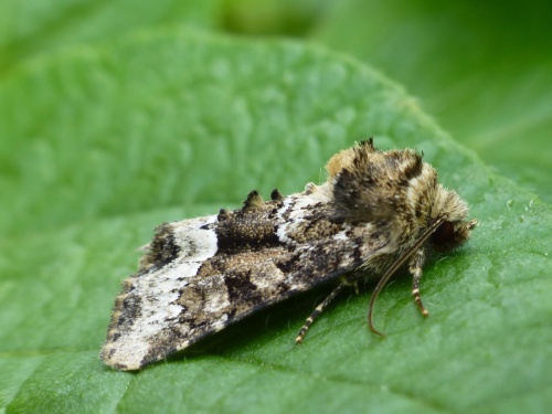 Marbled Minor | NatureSpot