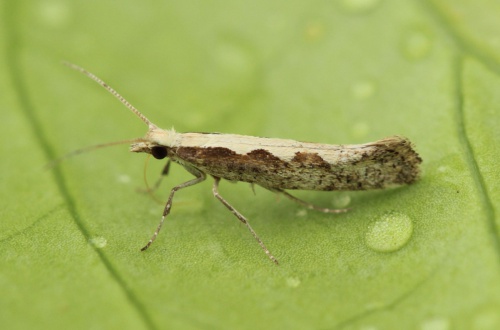 Diamond-back Moth | NatureSpot
