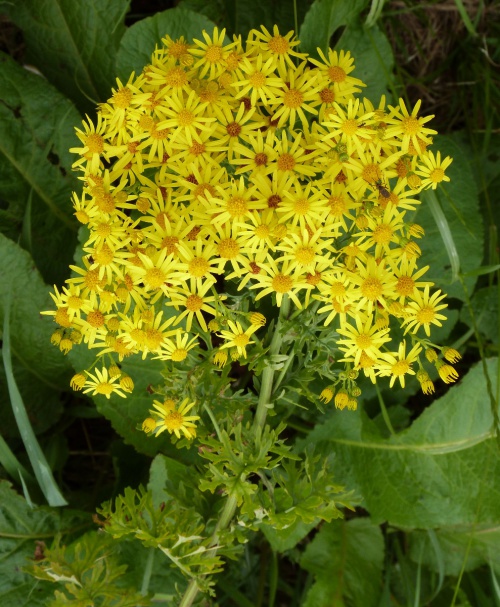 Common Ragwort | NatureSpot