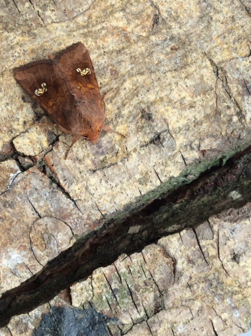 Ear Moth | NatureSpot