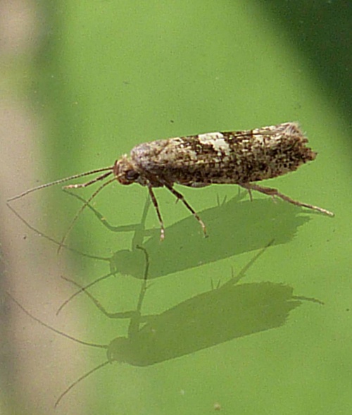 Leek Moth | NatureSpot