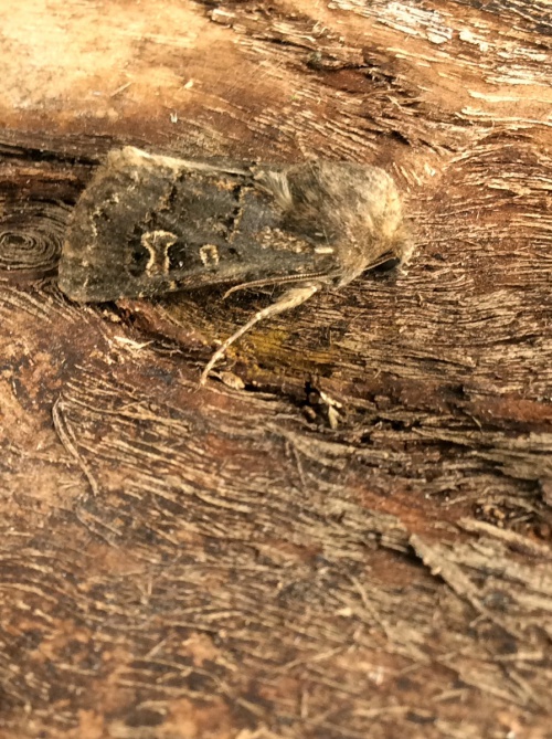 Hedge Rustic | NatureSpot