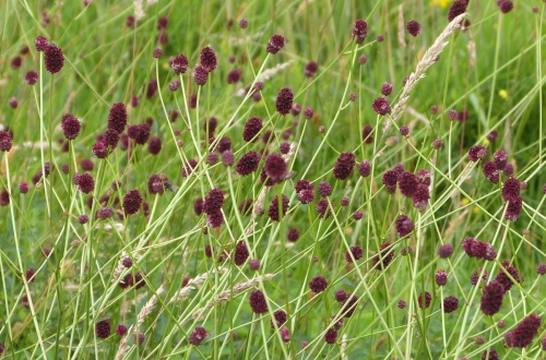 Great Burnet | NatureSpot