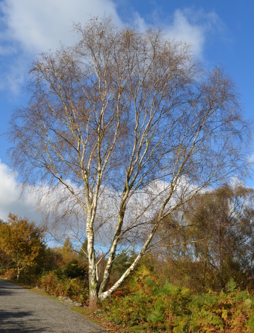 Silver Birch | NatureSpot