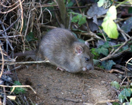 Brown Rat | NatureSpot