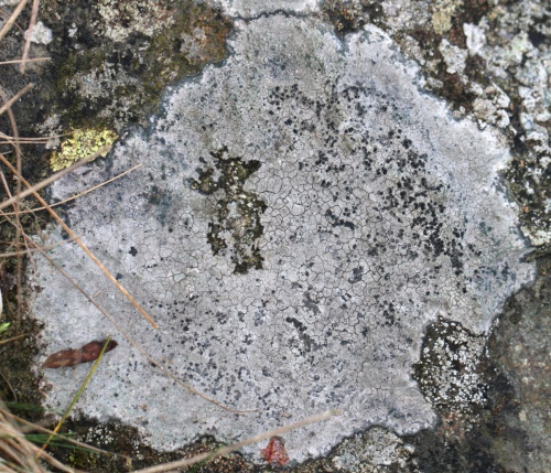 Lichens | NatureSpot
