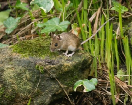 Wood Mouse | NatureSpot