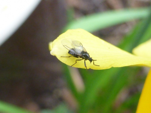Black Compost Fly | NatureSpot