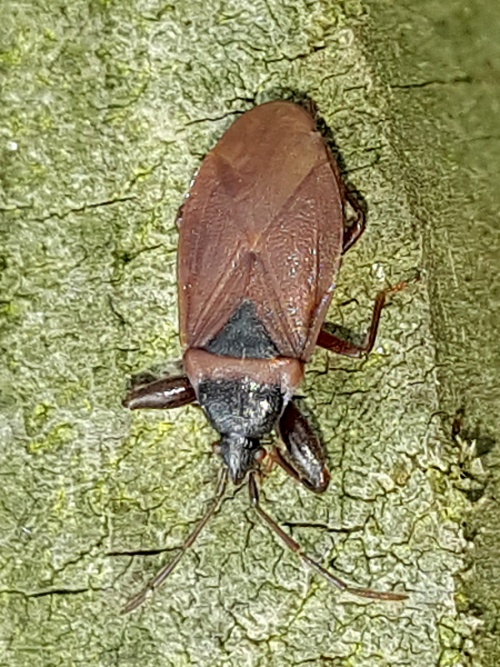Pine Cone Bug | NatureSpot