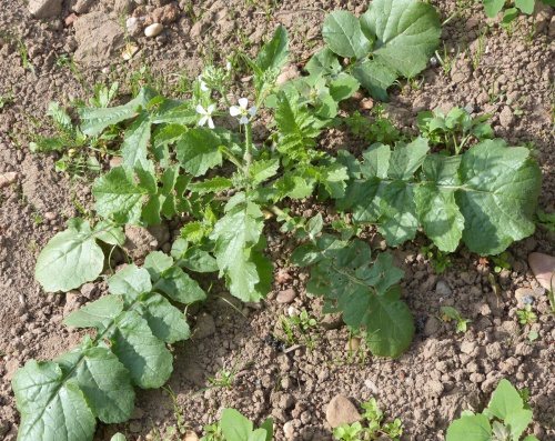 Wild Radish | NatureSpot