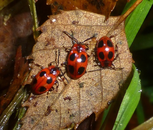 False Ladybird | NatureSpot