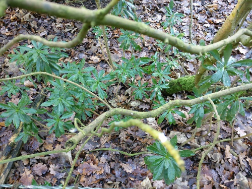 Spurge-laurel | NatureSpot