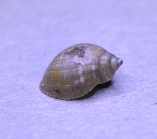 American Bladder Snail | NatureSpot