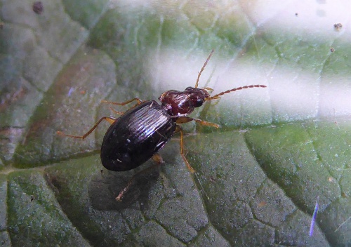 Ocys harpaloides/tachysoides | NatureSpot