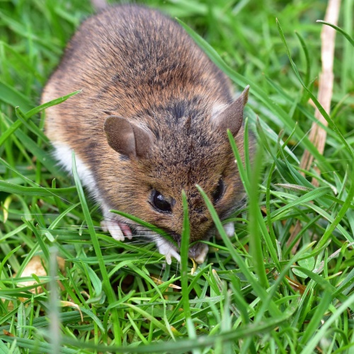 Wood Mouse | NatureSpot