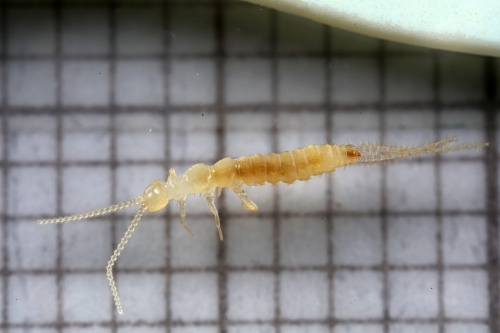 Campodea agg. | NatureSpot