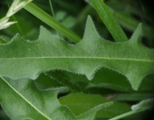 Rough Hawkbit | NatureSpot