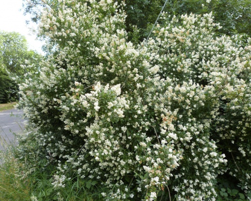 Wild Privet | NatureSpot