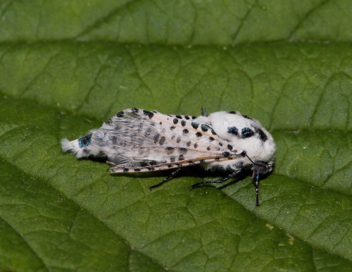 Leopard Moth | NatureSpot