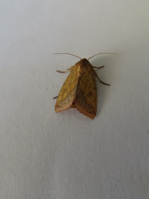 Bordered Sallow | NatureSpot