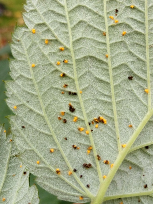 Phragmidium rubi-idaei | NatureSpot