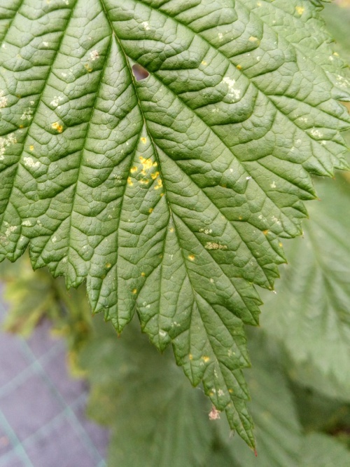 Phragmidium rubi-idaei | NatureSpot