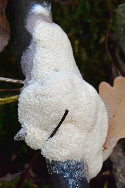 Brefeldia maxima | NatureSpot