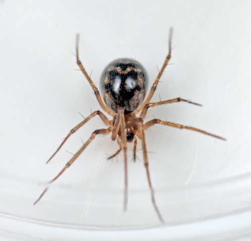 Spiders | NatureSpot