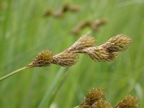 Oval Sedge | NatureSpot