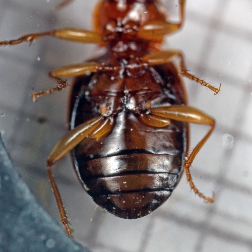 Ocys harpaloides/tachysoides | NatureSpot