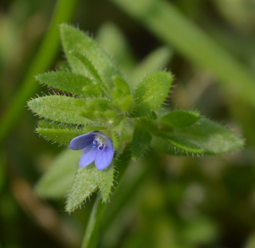 Wall Speedwell | NatureSpot