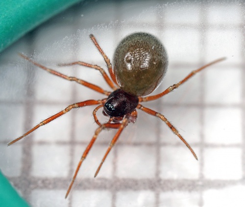 Linyphiidae - Money spiders | NatureSpot