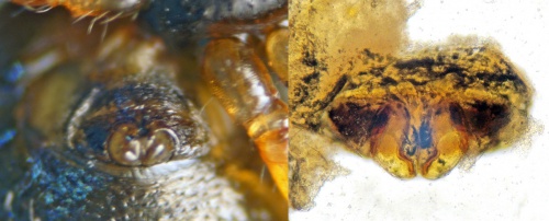 Entelecara acuminata | NatureSpot