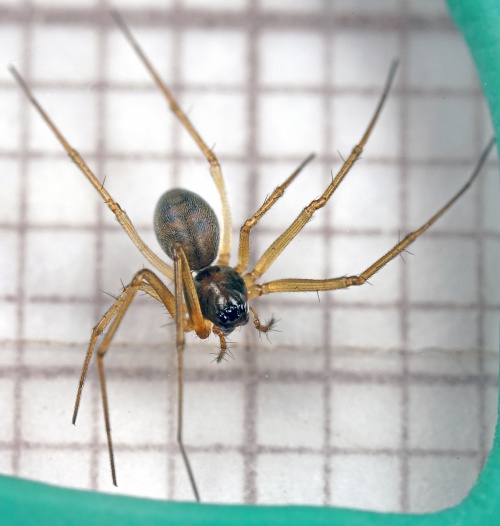 Spiders | NatureSpot