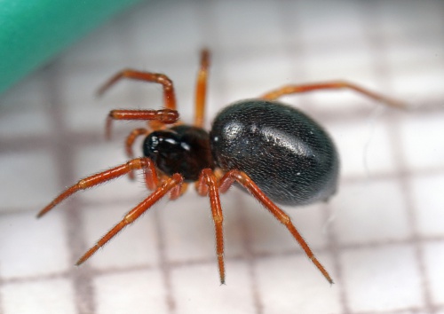 Spiders | NatureSpot