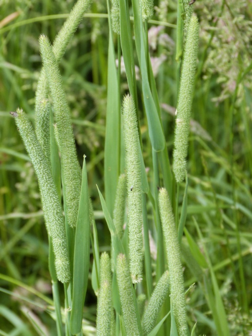 Timothy | NatureSpot