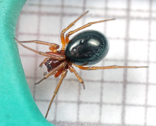 Spiders | NatureSpot