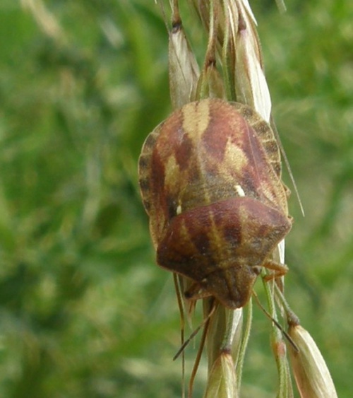 Tortoise Bug | NatureSpot
