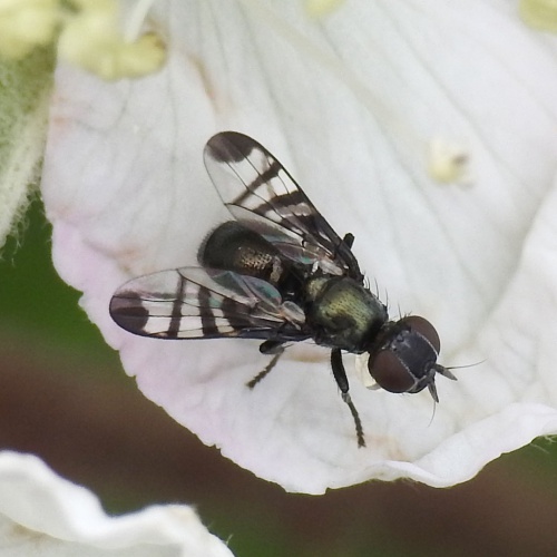 Rivellia syngenesiae | NatureSpot