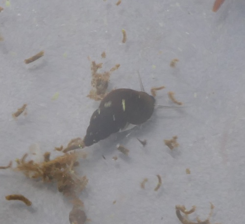 Jenkins' Spire Snail | NatureSpot